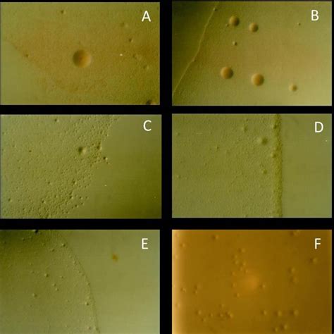 Mycoplasma Fermentans P140 Viability For Twelve Months A 20 O C And