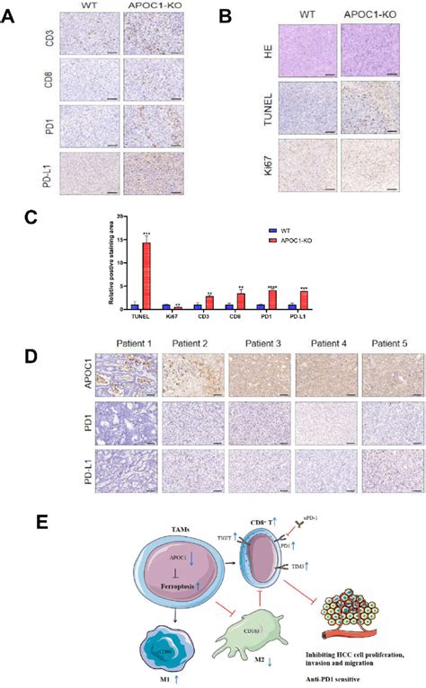 Apoc1 Was A Marker To Predict The Sensitivity Of Anti Pd1 In Hcc A B