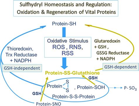 Critical Roles Of Glutaredoxin In Brain Cells—implications For