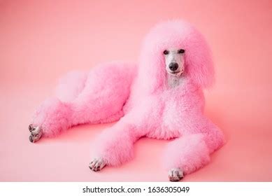 Pink Standard Poodle
