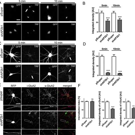 In Developing Neurons Ap2 Contributes To Endocytosis Of Transferrin