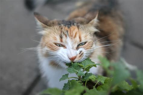 Does Catnip Calm Cats Great Pet Living