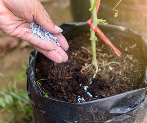 Your Ultimate Tree Fertilization Calendar When And How To Feed Your Leafy Friends