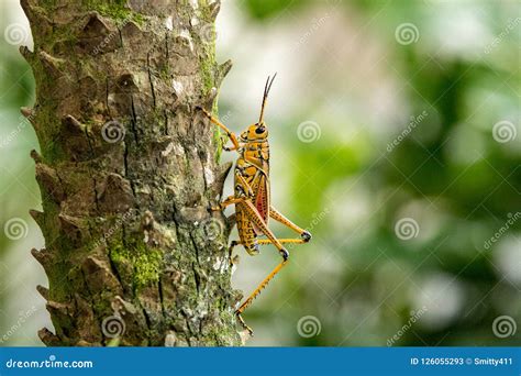 Orange Yellow And Red Eastern Lubber Grasshopper Romalea Microptera