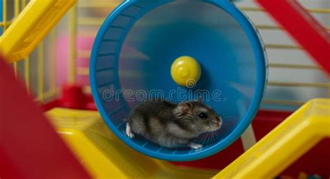 Energetic Hamster Running In A Colorful Exercise Wheel In A Cage Stock Image Image Of Running