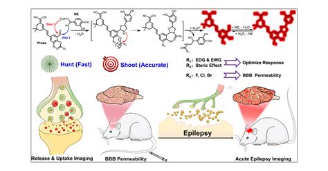 Norepinephrine In The Brain