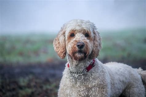 Labradoodle Personality Traits Whats Good Whats Not