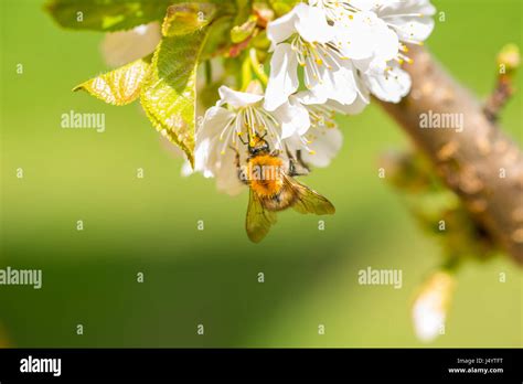 Close Up Of A Bumble Bee Pollinate Cherry Flowers In A Tree In Sunny