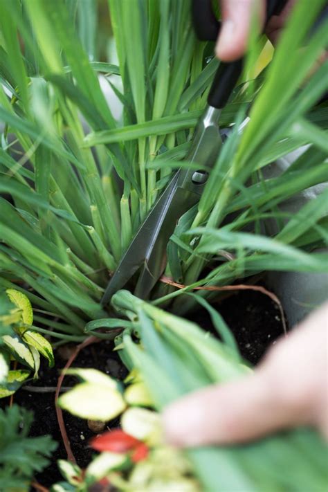 When And How To Harvest Lemongrass Successfully