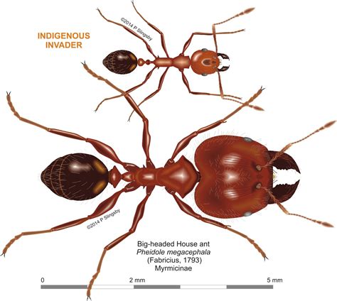 Ants Of Southern Africa Ant Catalogue Southern Africa