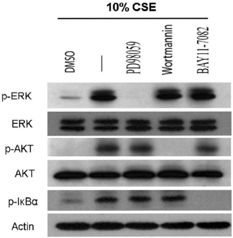 Cse Induced Nf K B Activation Is Independent Of The Activation Of