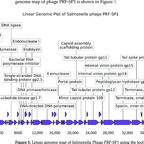 Linear Genome Map Of Salmonella Phage Prf Sp1 Using The Tool Linear Download Scientific Diagram
