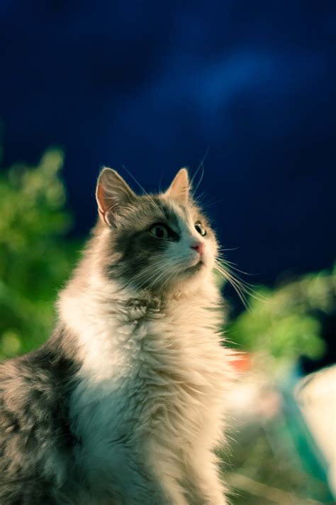 無料画像 ペット 子猫 ネコ 哺乳類 動物相 ウィスカー 脊椎動物 メインクーン ノルウェーの森の猫 中型から中型の猫