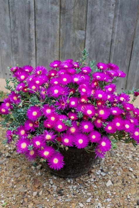 Ice Plant Succulent Care And Easy Growing Tips Succulent Garden Web