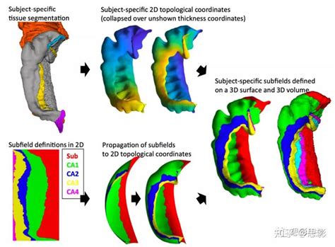 基于表面形态的海马亚区分割海马分区 Csdn博客