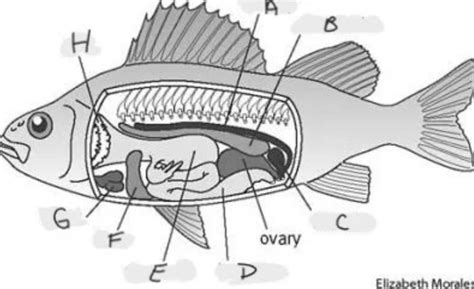 Fish Anatomy 1 Diagram Quizlet