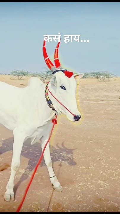 बैल पोळाबैल पोळा सजावटपोळा शेतकऱ्यांचा सण बैलपोळाबैलजोडी गीत