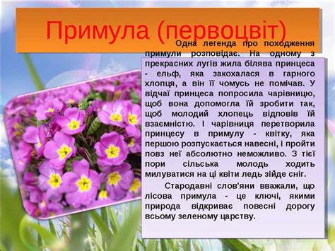 Легенди про весняні квіти презентація з різне