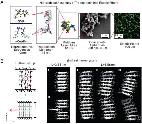 Figure 1 From Recent Advances In 3d Printing With Protein Based Inks
