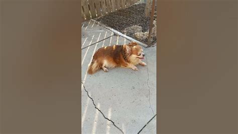 ВАША СОБАКА СТАРАЯ И ТОЛСТАЯ Chihuahua Youtube