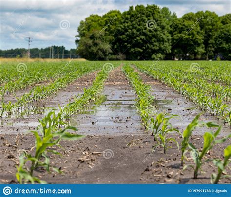 Inundaciones En El Campo De Cornfield Daños En Los Cultivos Y Erosión