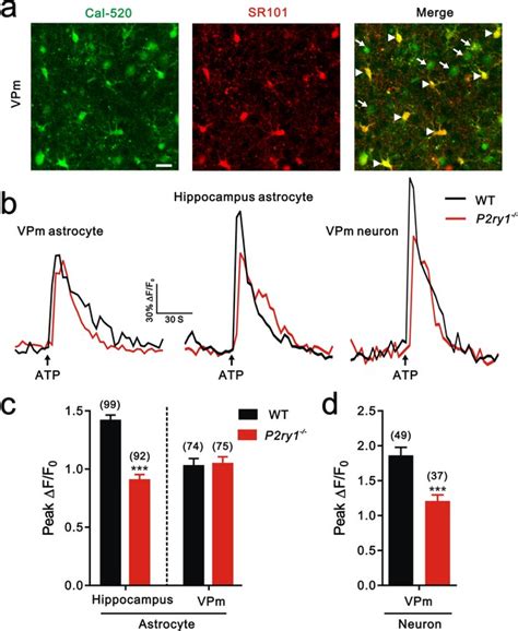 Figures And Data In Astrocytes Contribute To Synapse Elimination Via
