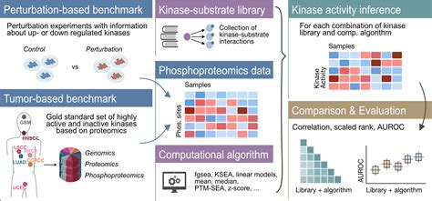 Benchmarkin Evaluation Of Methods For Kinase Activity Inference — Benchmarkin 01 Documentation