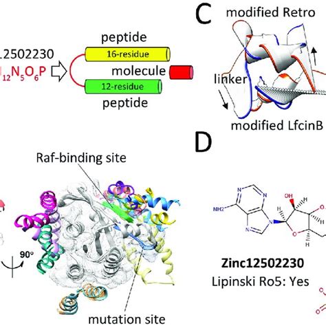 Binding Energy And Structural Evaluations Of Final Selected Peptides
