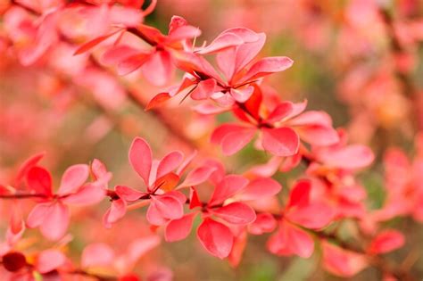 Premium Photo Red Leaves On Ornamental Bush
