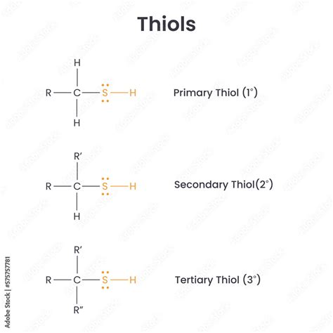 Thiols Biochemistry Functional Groups Science Vector Infographic Stock