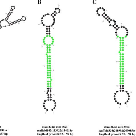 Analysis Of Stem Loop Hairpin Structures Of Pre Mirnas In D Longan A