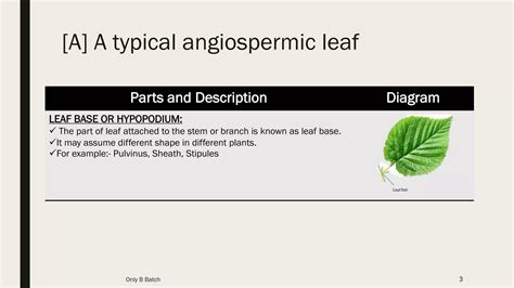 Morphology Of Leaf Pdf