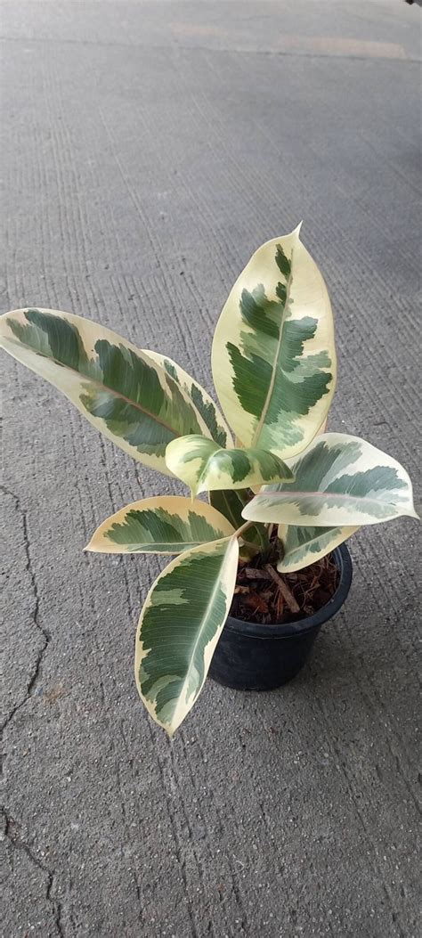 Ficus Elastica Var Indian Rubber Etsy