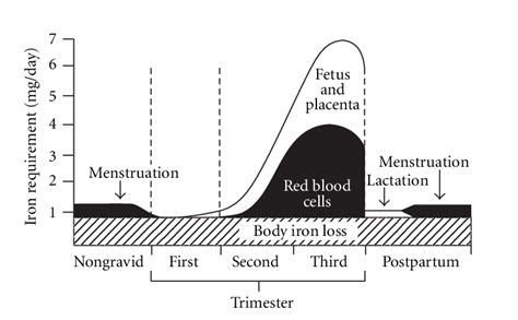 Requirements For Absorbed Iron In Pregnant And Lactating Women