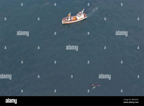 Aerial view of Humpback whale (Megaptera novaeangliae) and whale ...