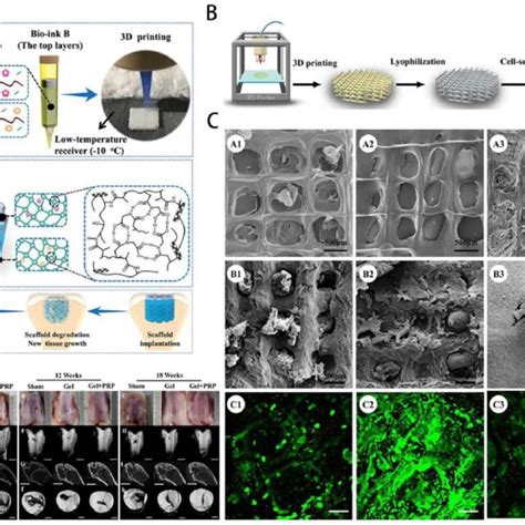 Advances Of Gelma In Skeletal Muscle Engineering Download Scientific