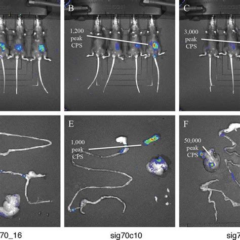 Fluorescent Reporter Strains Of Salmonella Serovar Typhimurium 14028