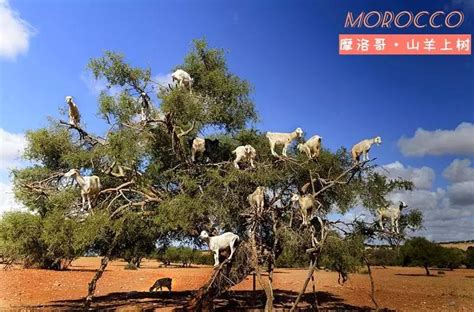 【丝路新闻摘要】2018年2月12日：国务院将推进“一带一路”科技创新行动计划 中国一带一路网