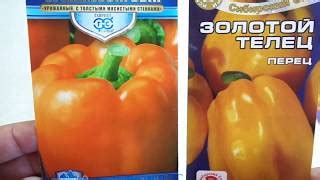 Перец Золотой телец: отзывы, описание сорта, фото, видео, характеристики