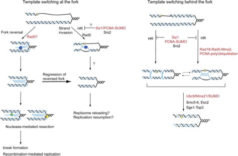 Representation Of Mechanisms That Promote Template Switch Events At The Download Scientific