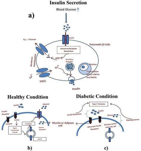 Flowchart Wiring And Diagram Type 2 Diabetes Pathophysiology Diagram