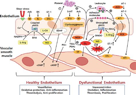 Figure 2 From Endothelial Dysfunction Clinical Implications In