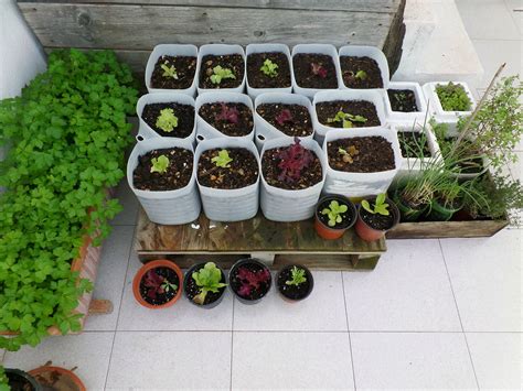 Cómo diseñar y cultivar nuestro propio huerto urbano Página 6 Mediavida