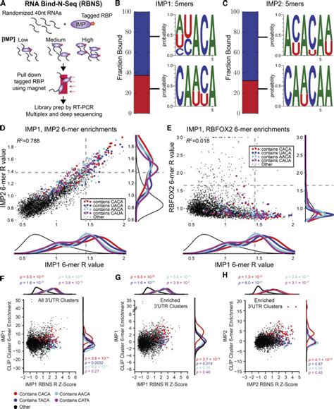 Rna Bind N Seq Identifies An Ac Rich Preference For Imp1 And Imp2