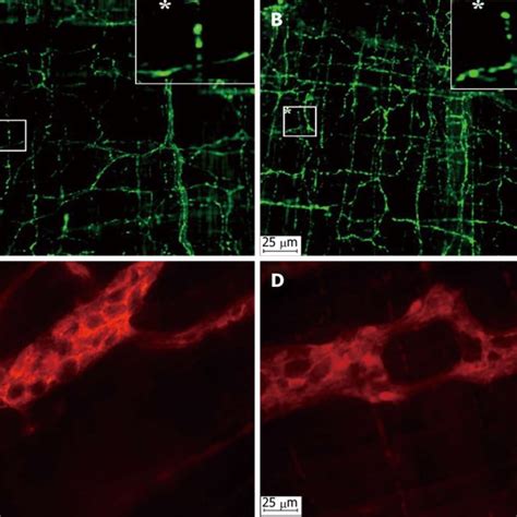 Photomicrographs Of The Vipergic Fibers A And B And Enteric Glial Download Scientific Diagram