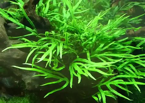 Explore Different Types Of Java Fern For Your Aquarium Yefdw
