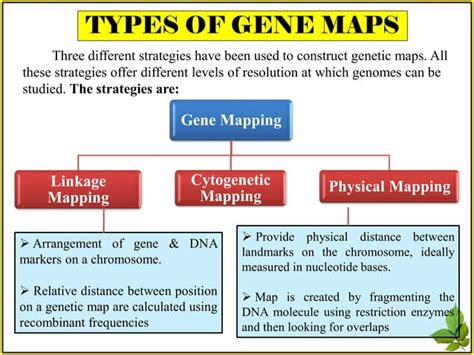 Gene Mapping Methodslinkage Maps And Mapping With Molecular Markers Pdf Genetics Science