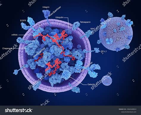 Exosomes Cross Section Exosomes Extracellular Vesicles Ilustrações