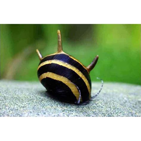 Jual Siput Keong Tanduk Aquascape Shopee Indonesia