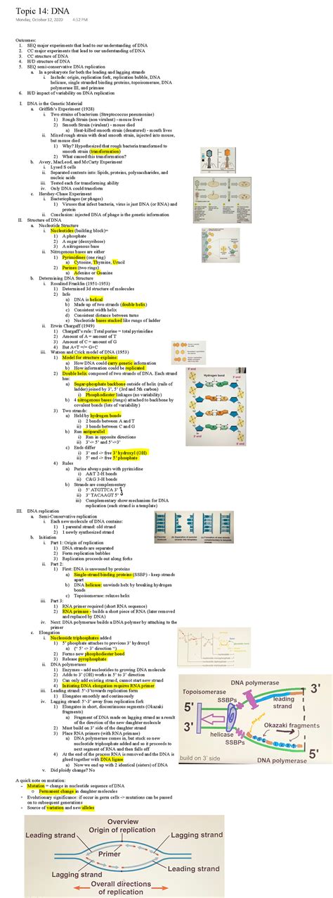 Topic 14 DNA Notes Outcomes 1 SEQ Major Experiments That Lead To Our Understanding Of DNA